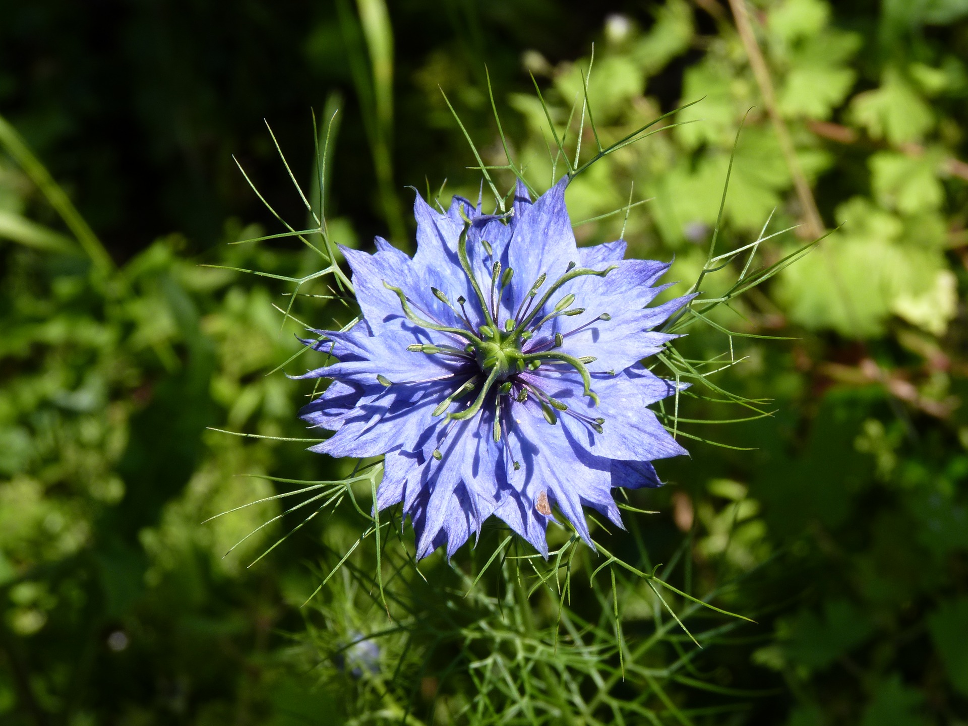 La nigelle : une graine exceptionnelle ! - Simplement Naturo